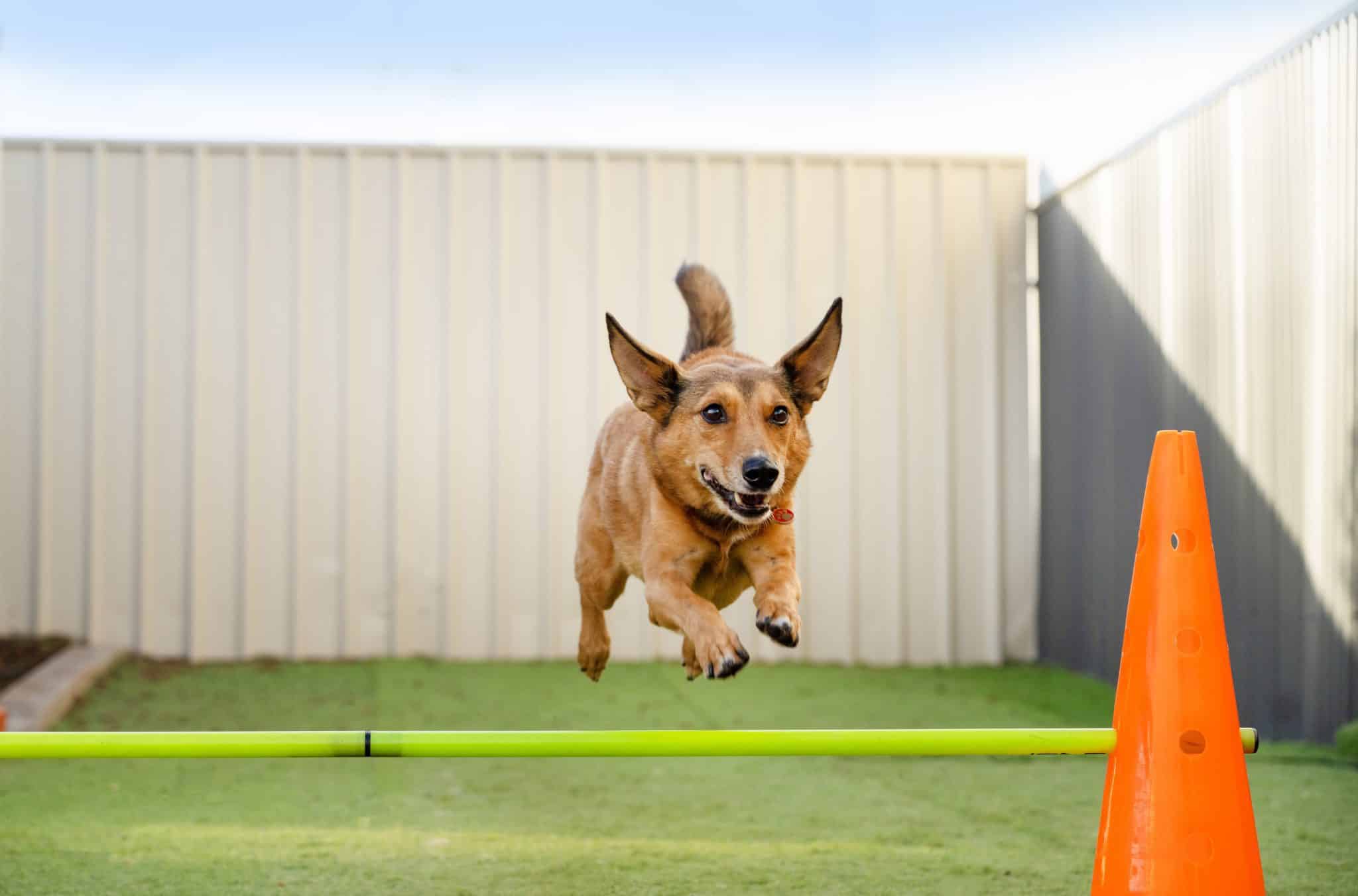 Confidence & Agility Training Mini Workshop ABT